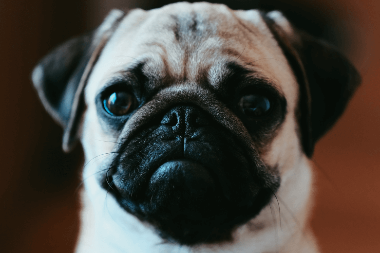 Holandia może w przyszłości zakazać psów o płaskich pyskach i kotów o ...